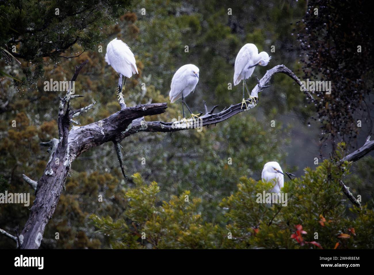 Four little egrets resting and preening in a tree in a rain shower ...