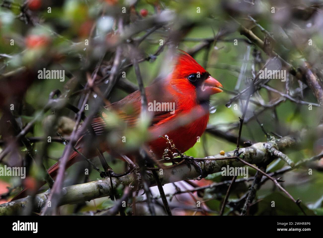 A northern cardinal peeking out from tree branches. Kiawah Island ...