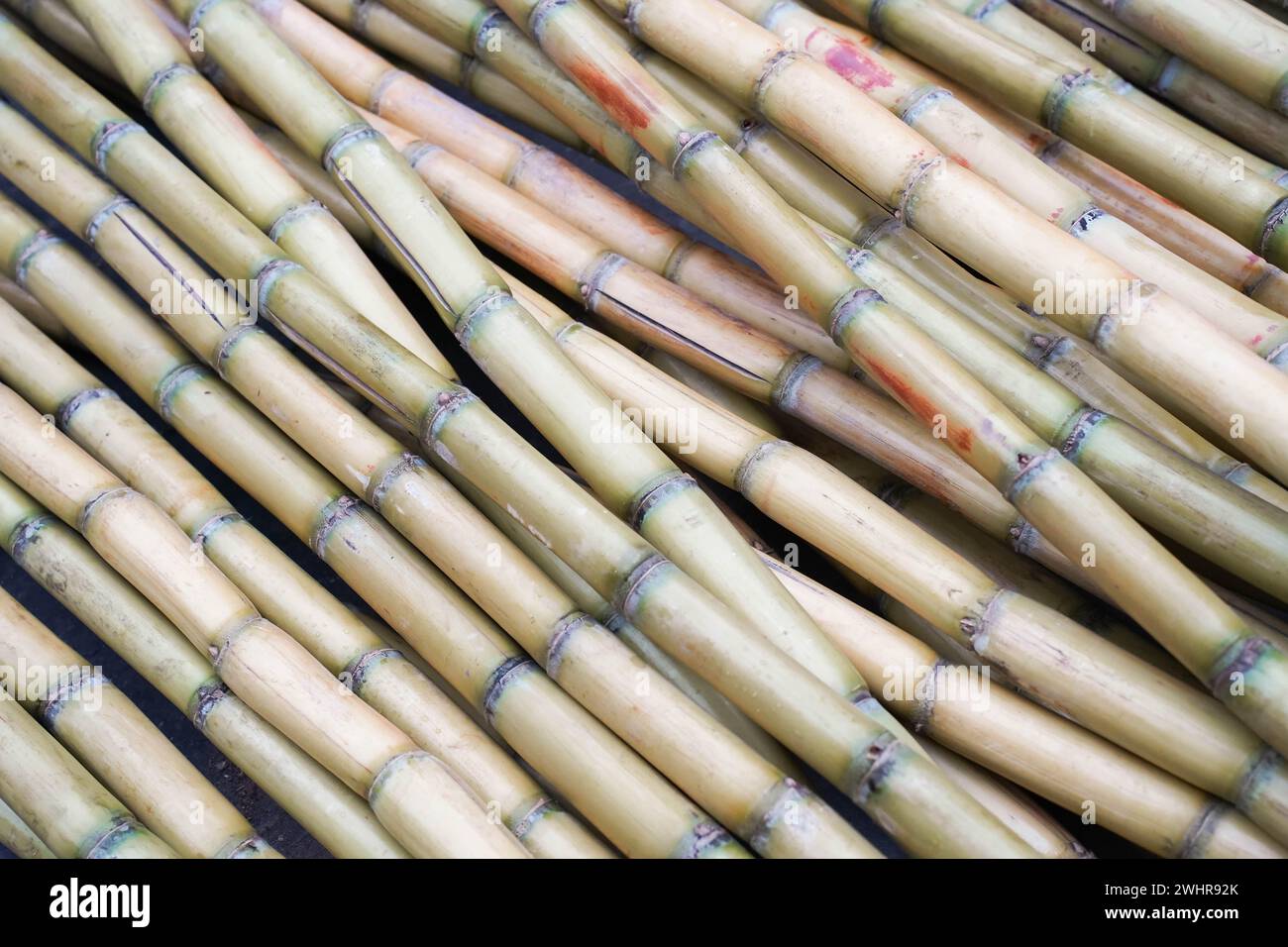 Green sugarcane texture. Sugarcane plant sent from the farm to the ...