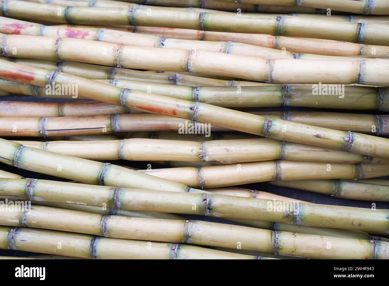 Green sugarcane texture. Sugarcane plant sent from the farm to the ...