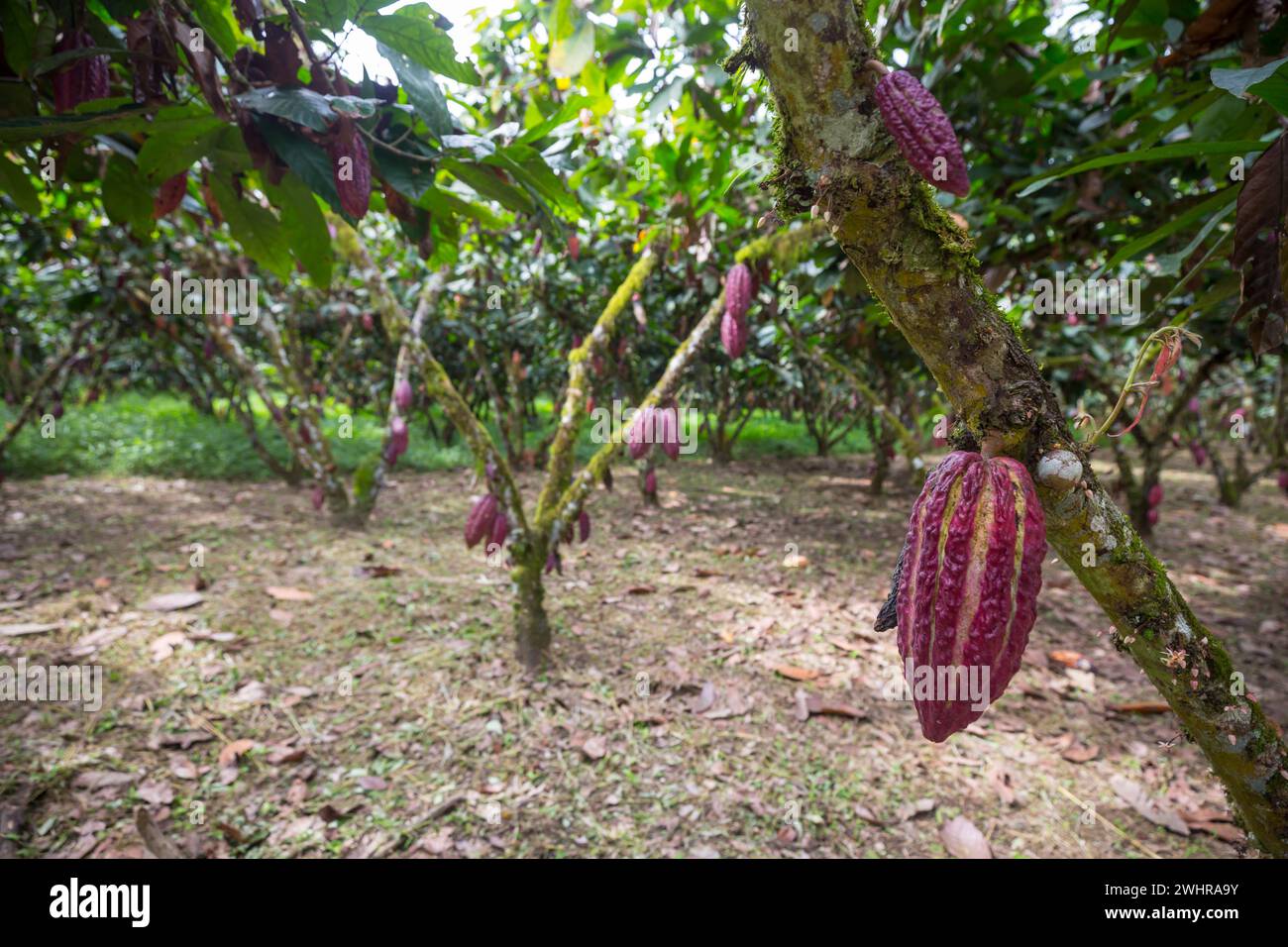 Arriba cacao bean hi-res stock photography and images - Alamy