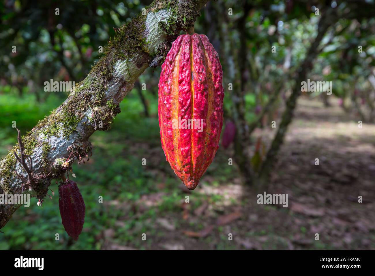 Arriba cacao bean hi-res stock photography and images - Alamy