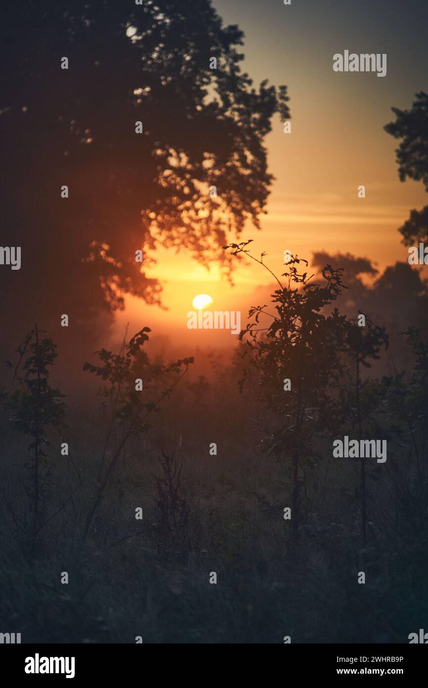 Rising sun pattern hi-res stock photography and images - Alamy