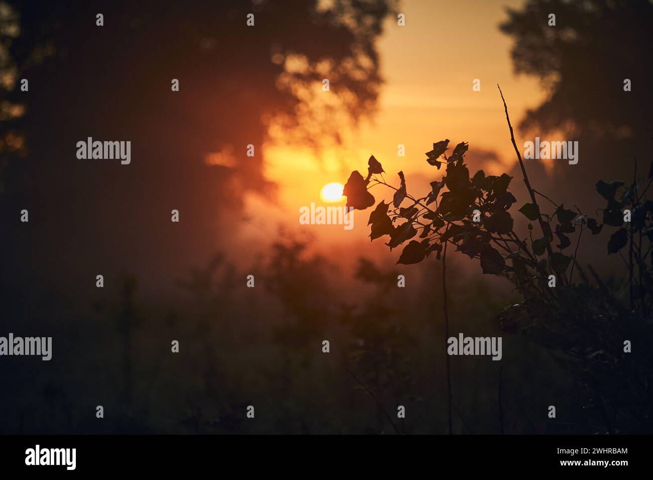 Late morning sun hi-res stock photography and images - Alamy