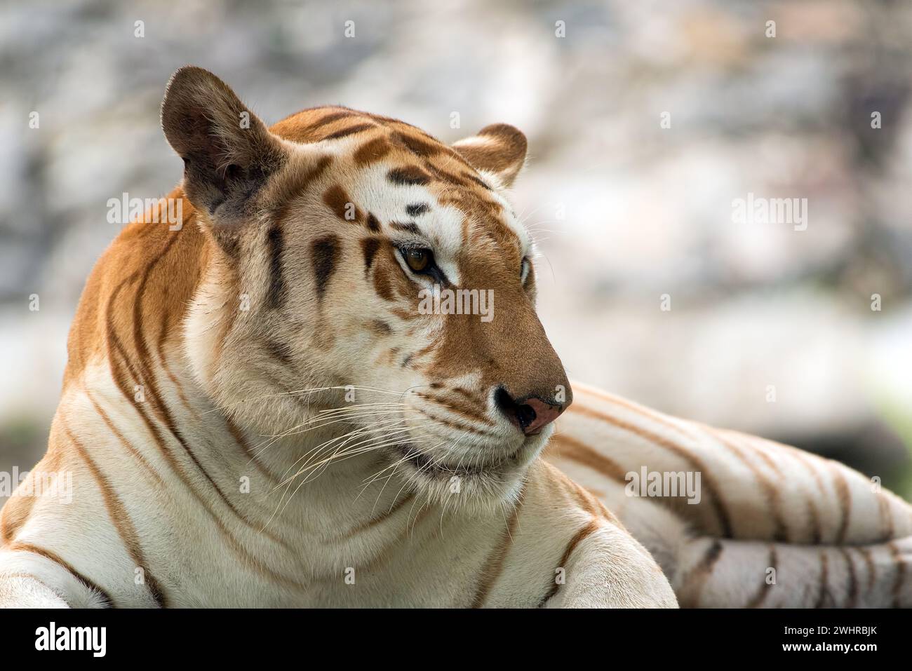Rare white tiger panthera hi-res stock photography and images - Alamy