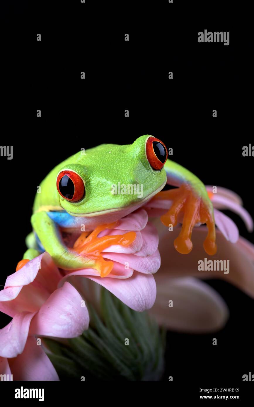 Red eyed tree frog in black background Stock Photo - Alamy