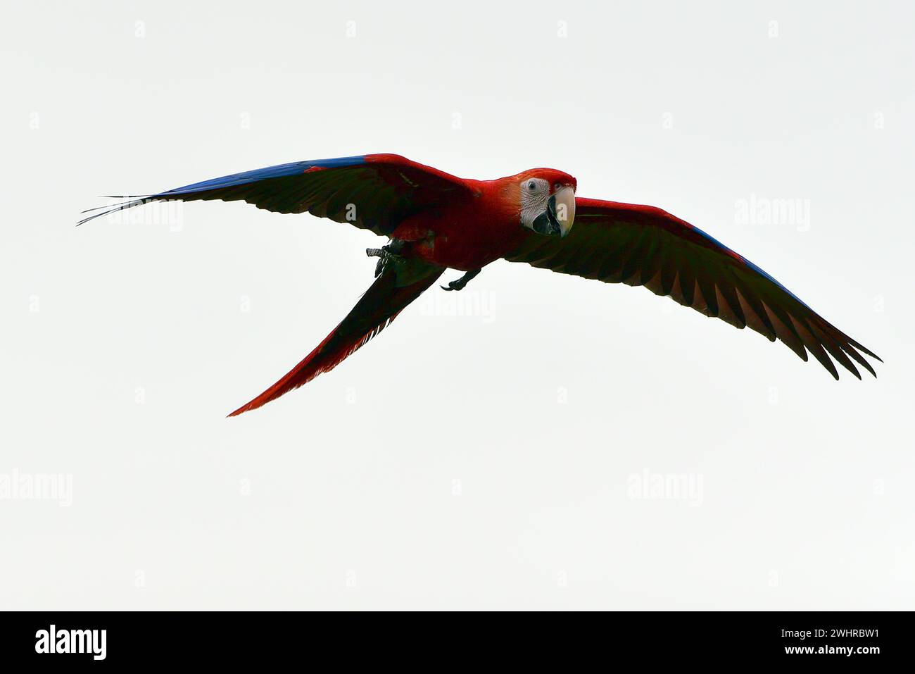 Macaw parrots fly freely in the sky Stock Photo - Alamy