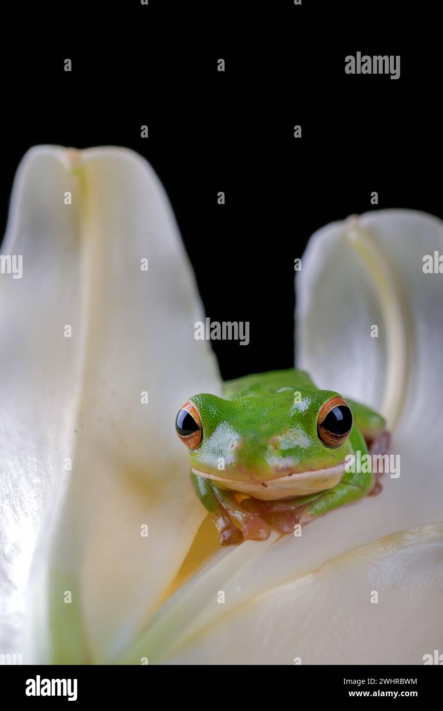 Borneo jungle flower hi-res stock photography and images - Alamy