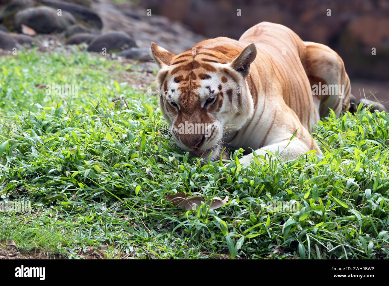 Rare golden tiger in their environment Stock Photo - Alamy