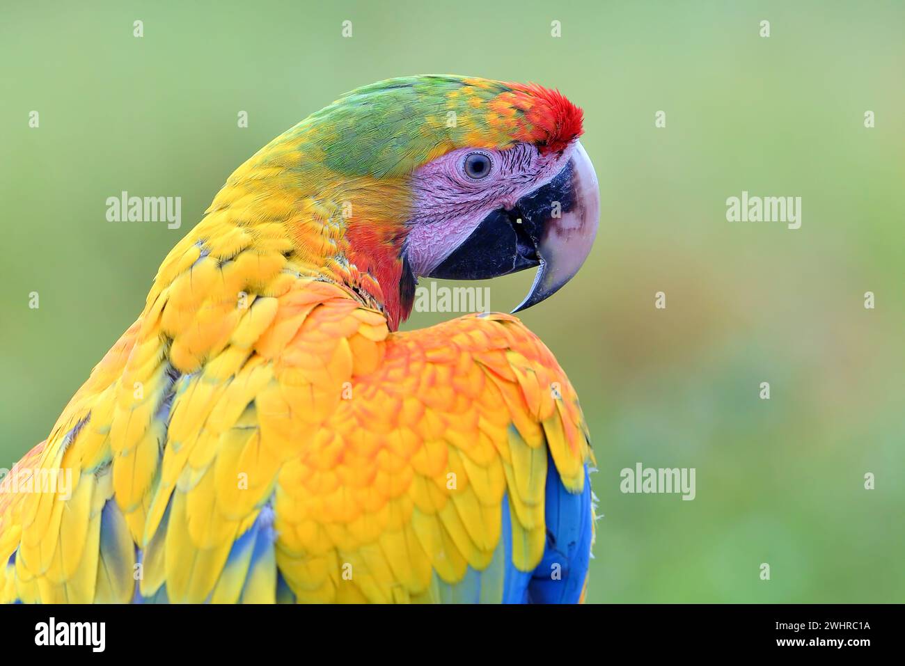 Red macaw face hi-res stock photography and images - Alamy