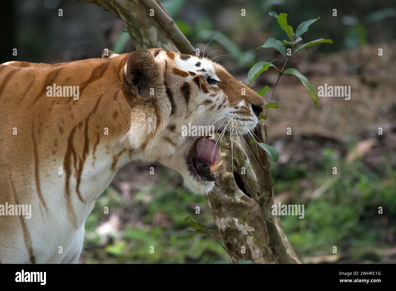 Rare tiger hi-res stock photography and images - Alamy
