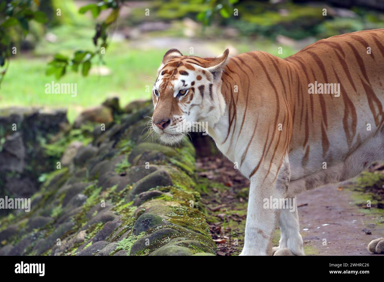 Indian tiger nose hi-res stock photography and images - Alamy