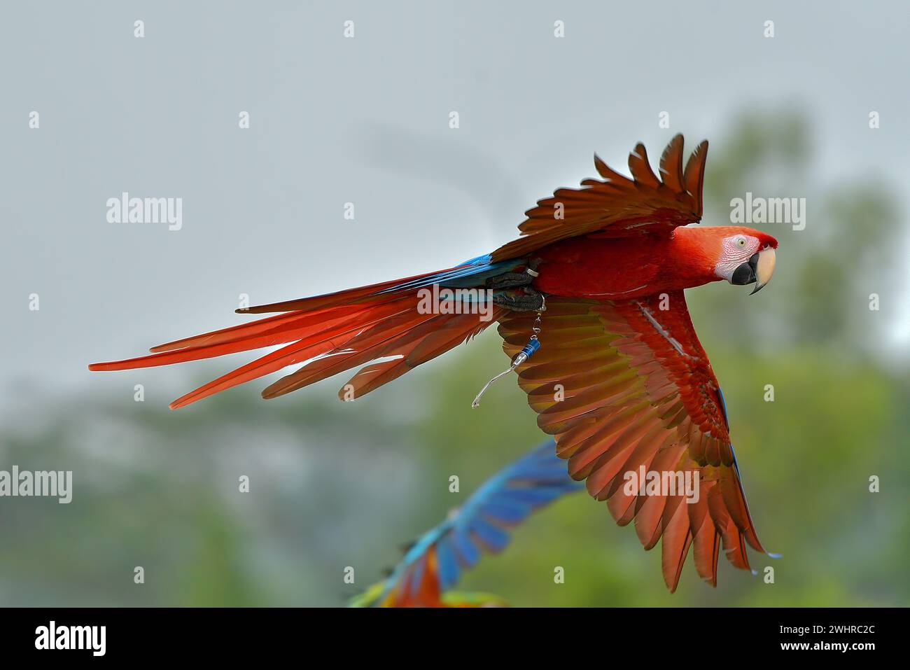 Macaw parrots fly freely in the sky Stock Photo - Alamy