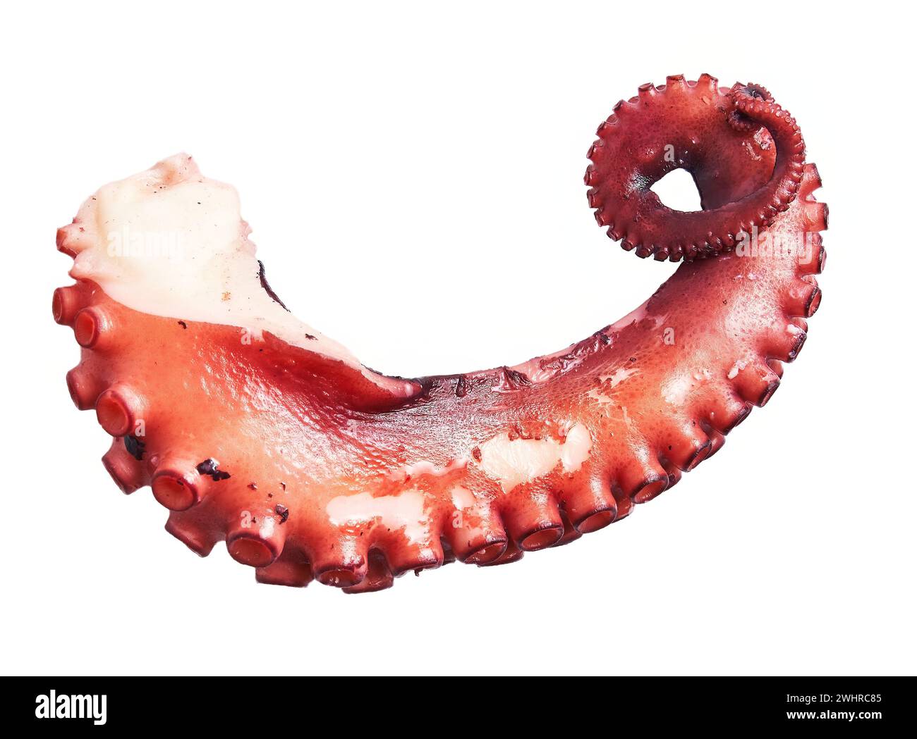 Isolated tentacle of an octopus on a white background displaying ...