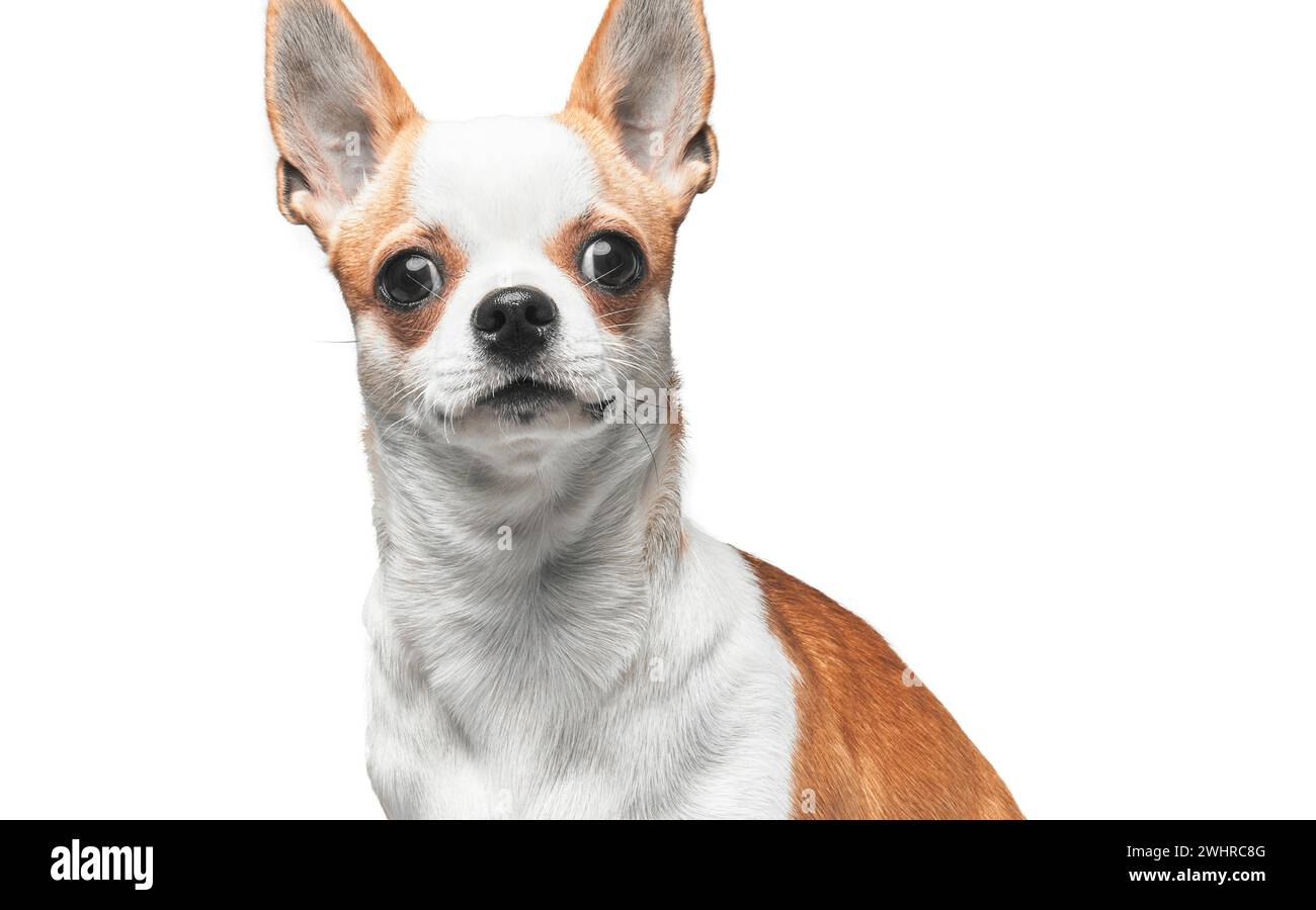 Chihuahua gaze hi-res stock photography and images - Alamy