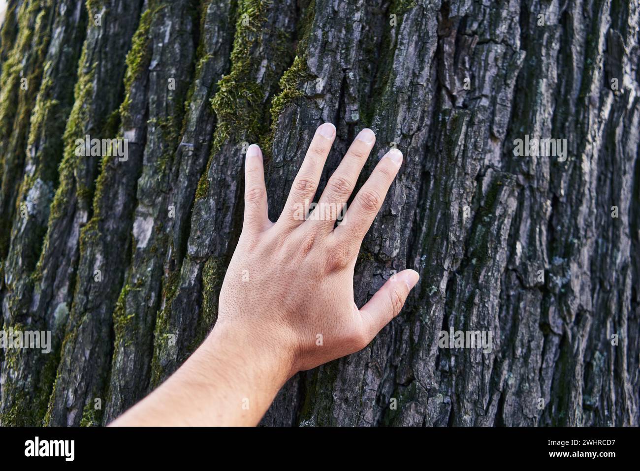 A man's hand touching the textured bark of a tree in a natural outdoor ...