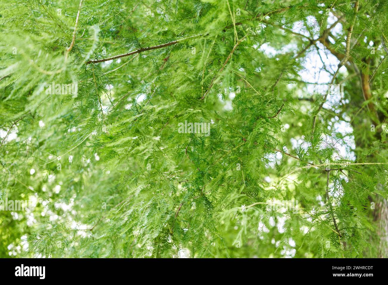 Lush greenery fills the frame with vibrant fern leaves and soft ...