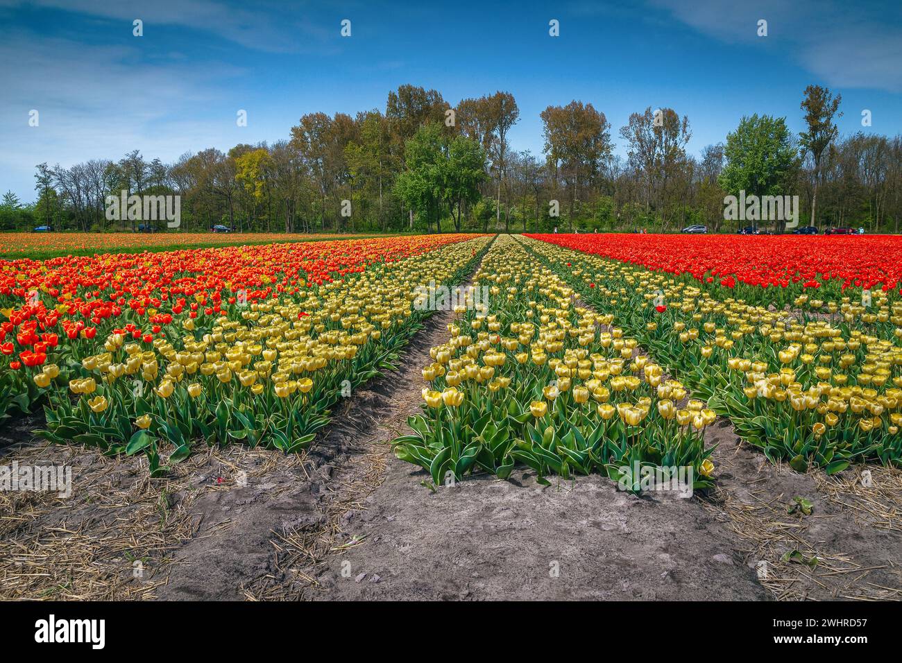 Stunning view with various colorful tulips on the agricultural field ...