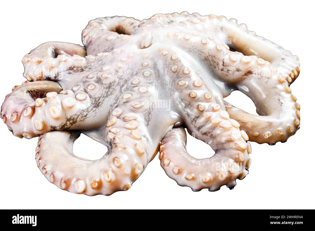 Tentacle close view Cut Out Stock Images & Pictures - Alamy