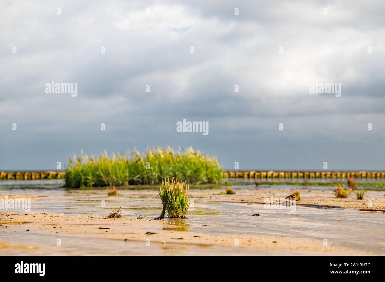 On the Wadden Sea Stock Photo - Alamy