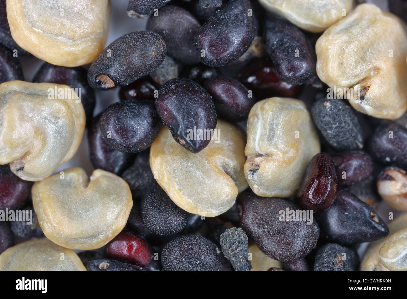 Seeds of various types and species of cacti and succulents under high ...