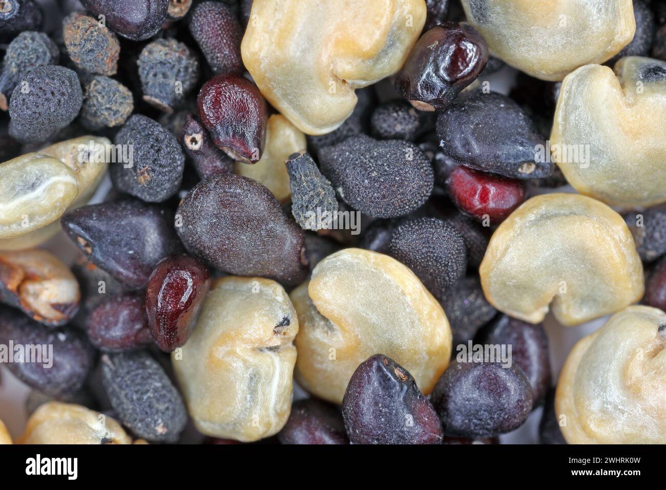 Seeds of various types and species of cacti and succulents under high ...