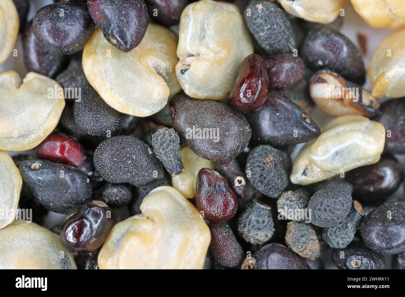 Seeds of various types and species of cacti and succulents under high ...