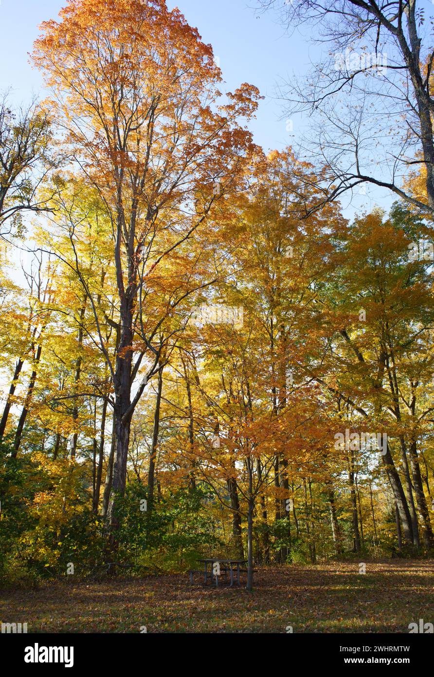 Fall tree and table hi-res stock photography and images - Alamy