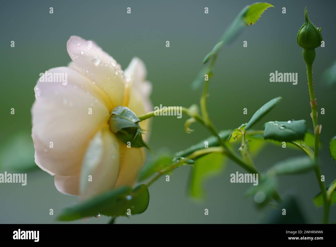 Light Peach-Colored Rose with Raindrops Stock Photo - Alamy