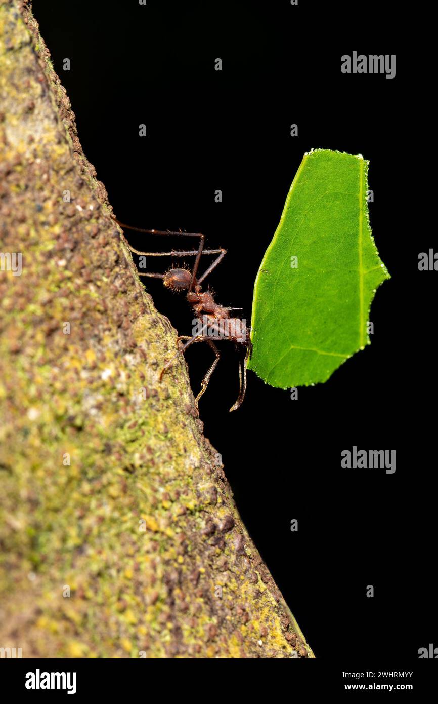 Leafcutter ant (Atta cephalotes), Costa Rica wildlife Stock Photo - Alamy