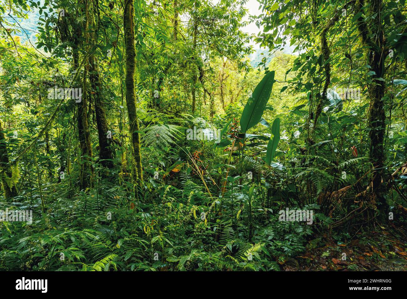 Dense Tropical Rain Forest, Tapanti national park, Costa Rica Stock ...