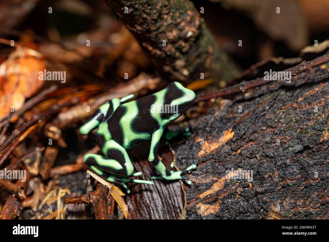 Green-and-black poison dart frog (Dendrobates auratus), Arenal, Costa ...