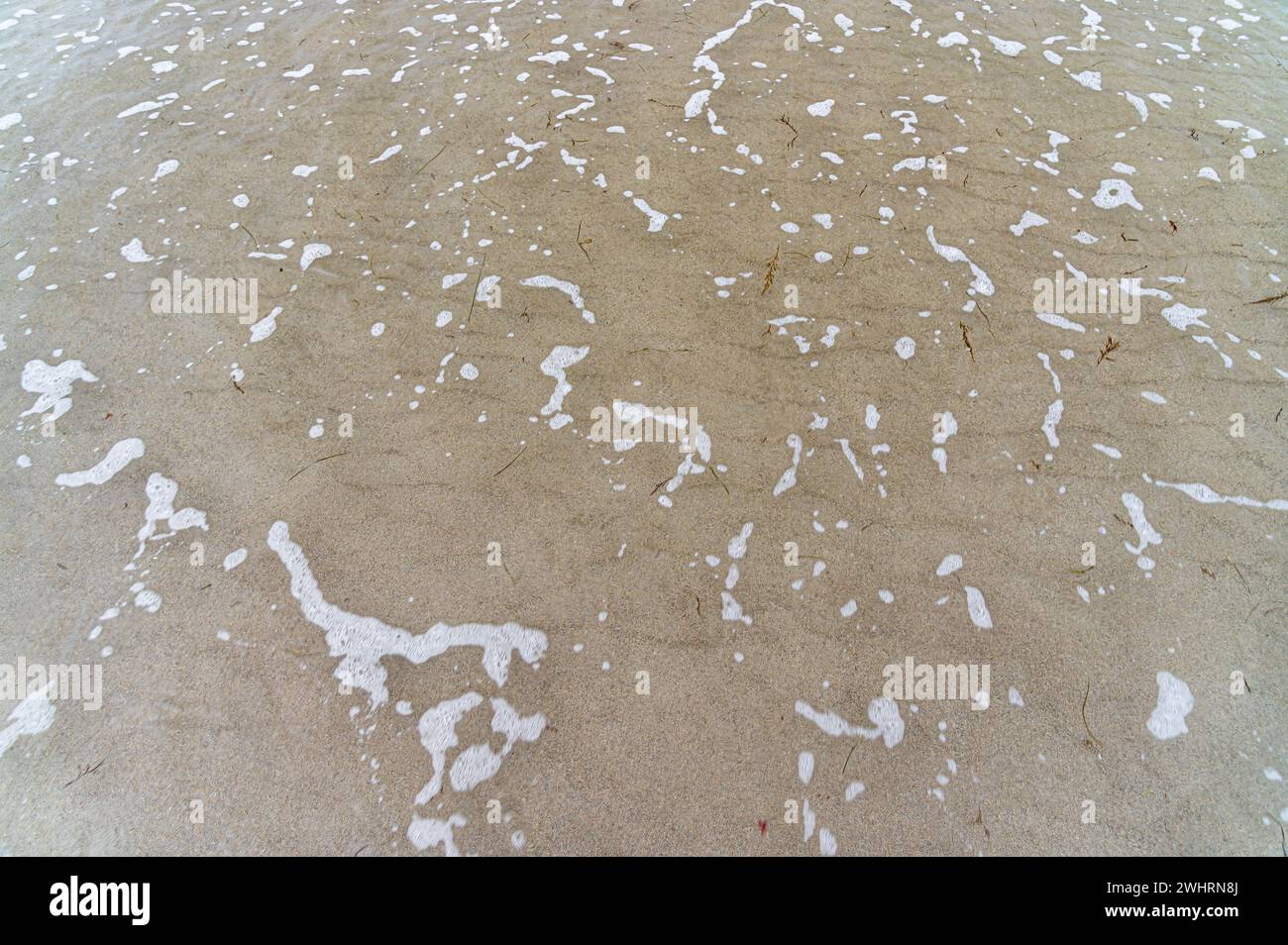 Natural background with algae in sea water on a beach Stock Photo - Alamy