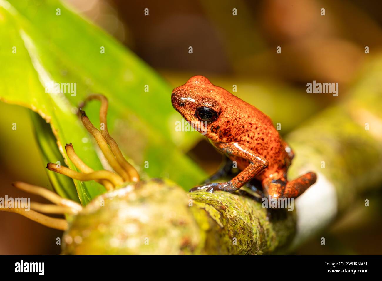 Strawberry poison-dart frog, Oophaga pumilio, formerly Dendrobates ...