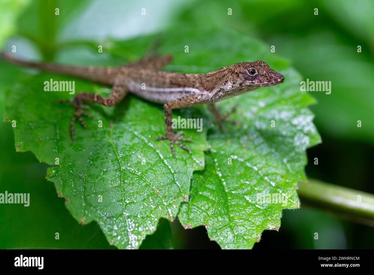 Anolis polylepis, small lizard in Quepos, Costa Rica wildlife Stock ...