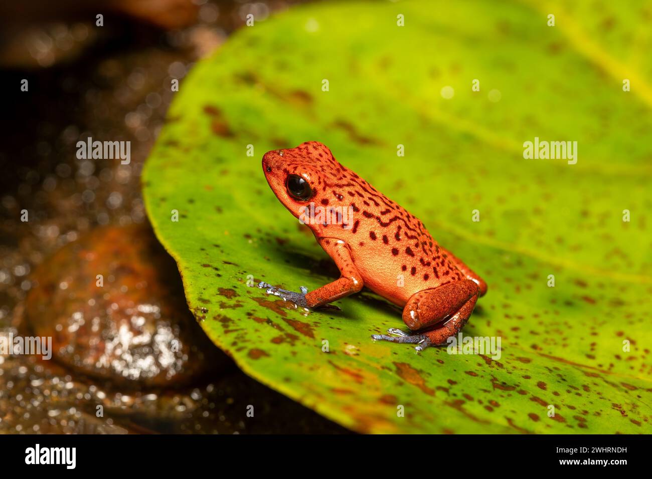 Strawberry poison-dart frog, Oophaga pumilio, formerly Dendrobates ...