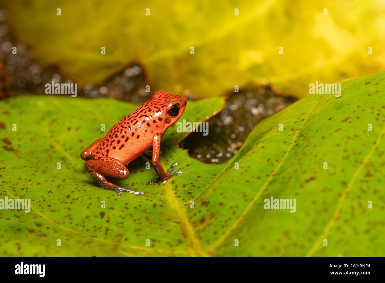 Strawberry poison-dart frog, Oophaga pumilio, formerly Dendrobates ... Strawberry poison-dart frog, Oophaga pumilio, formerly Dendrobates ...