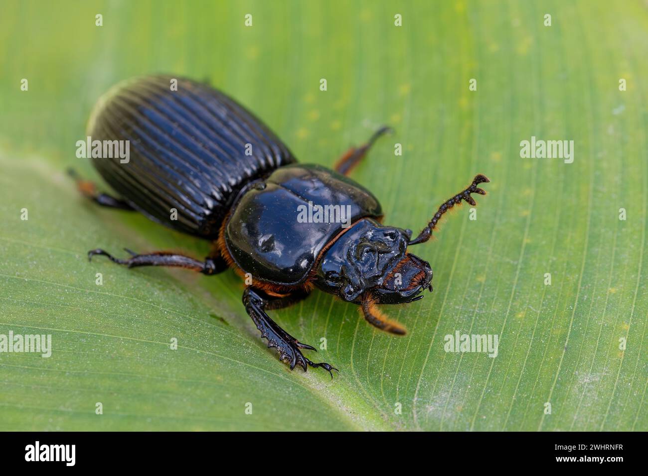 Passalidae beetle hi-res stock photography and images - Alamy