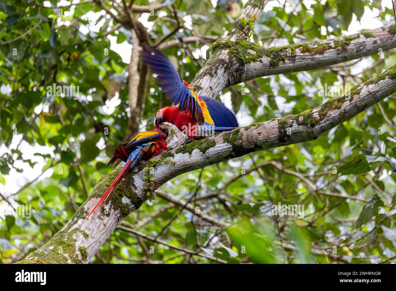 Scarlet macaw parrot outdoor hi-res stock photography and images - Alamy