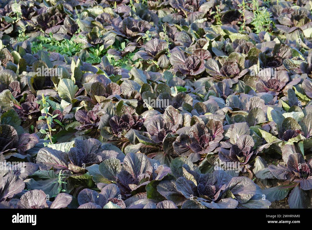 Lila lettuce hi-res stock photography and images - Alamy