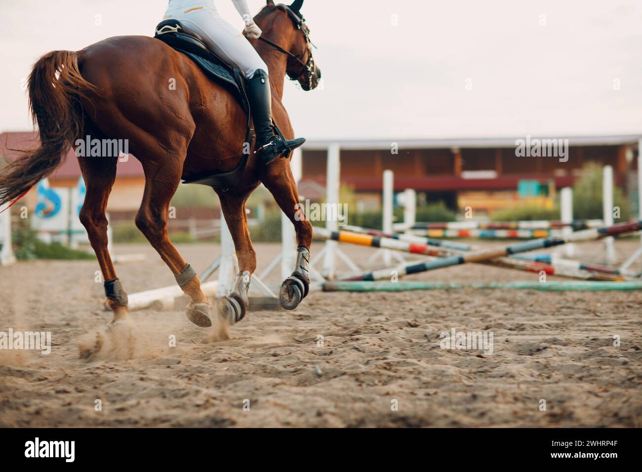 Back rear view of chestnut horse in harness with female rider jockey in ...