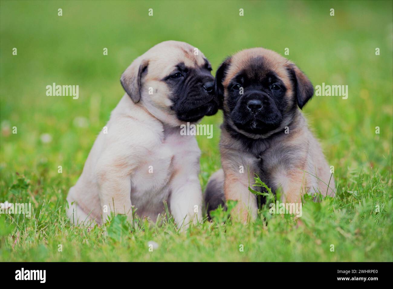 English mastiff hi-res stock photography and images - Alamy