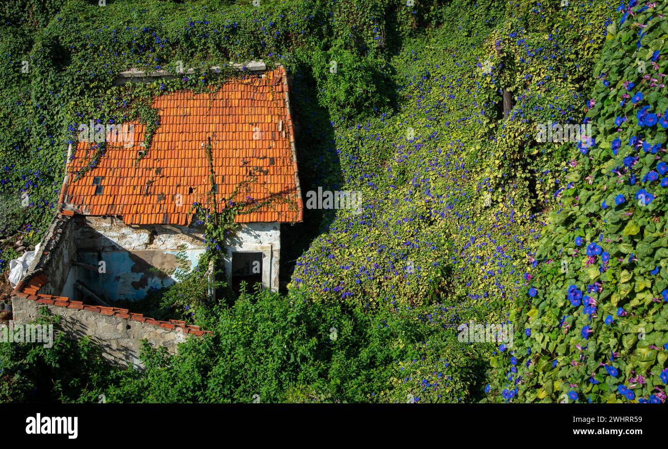 Abandoned destroyed house covered with green flora outdoors. Demolished ...