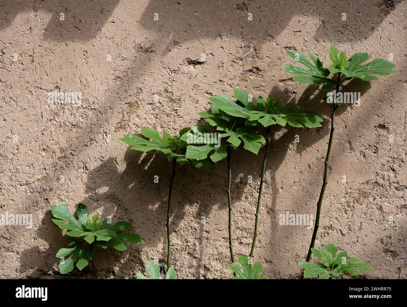 Green tree leaves which shadow on wall. Fig tree branch. Nature ...