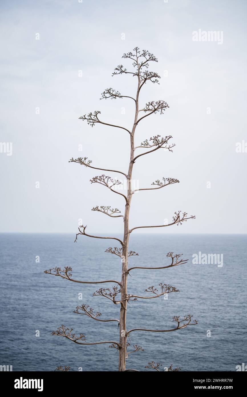 View of a dry Agave Americana tree plant Stock Photo - Alamy