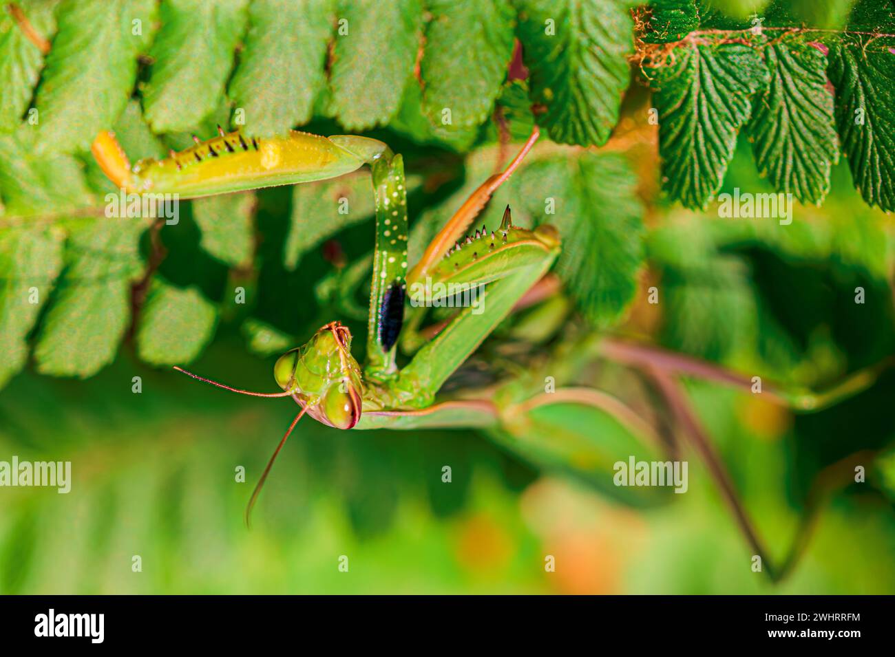 Close up of a praying mantis (mantis religiosa) on a stone in the ...