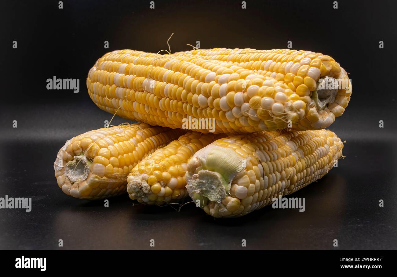 Table Top View of Corn on the Cob, Whit a Black Background, Sitting on ...