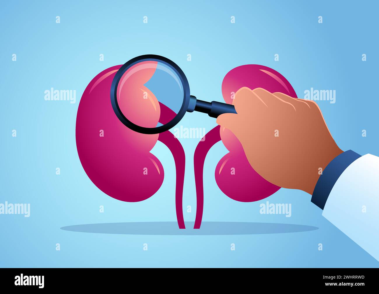 Vector illustrations of a doctor's hand analyzing a human kidney with magnifying glasses ...
