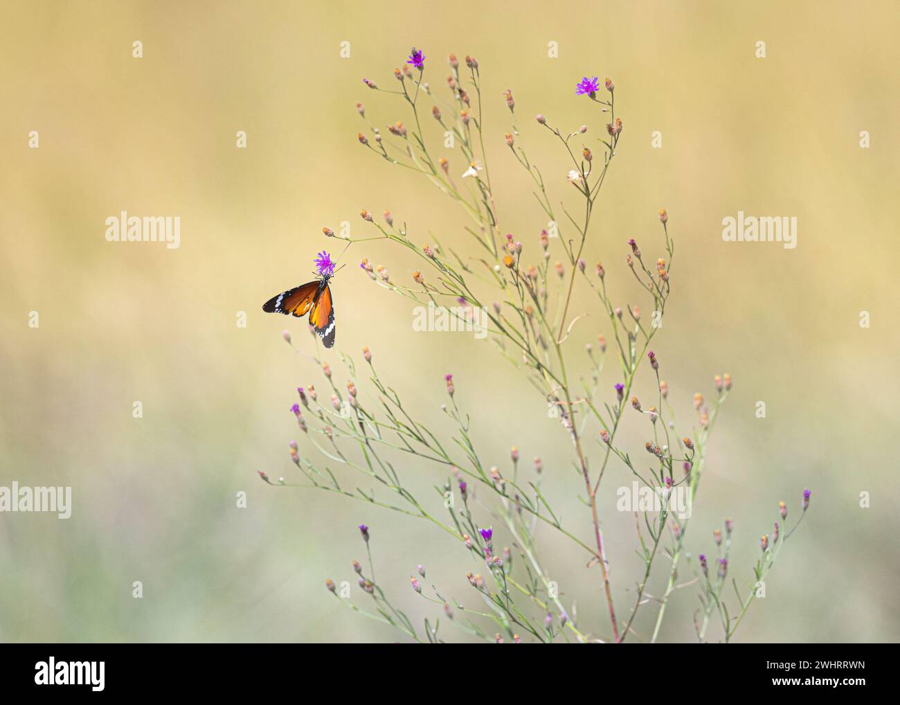 There is almost no place on earth where you can´t find butterflies ...