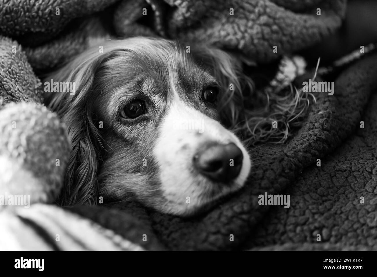 Cute dog pet wrapped in blanket after taking a bath Stock Photo - Alamy